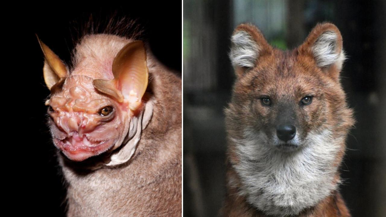 Did You Know These 25 Animals Exist? | Know Your Meme