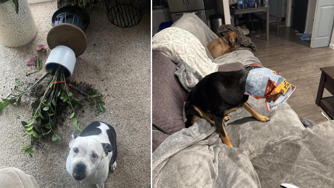 24 Dogs Guilty Of Some Serious Crimes | Know Your Meme