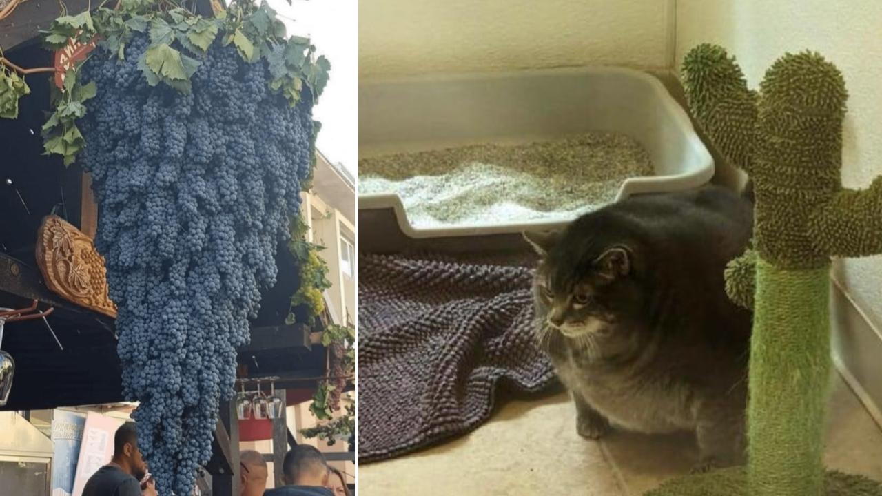 25 Normal Things That Ended Up Being Way Too Big | Know Your Meme