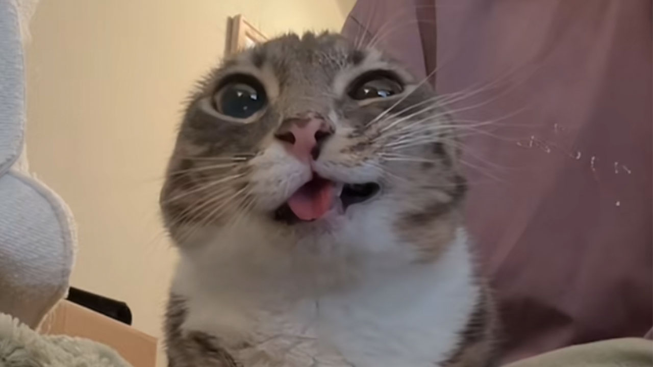 Who Is 'Rigby The Cat' And Where Did The GIF Of The Silly Cat Sticking Her Tongu... | Know Your Meme