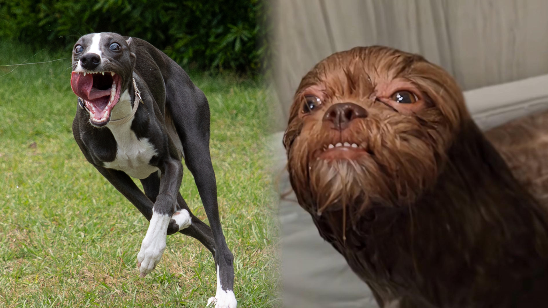25 Dogs That Have Fully Embraced Their Cryptid Form | Know Your Meme
