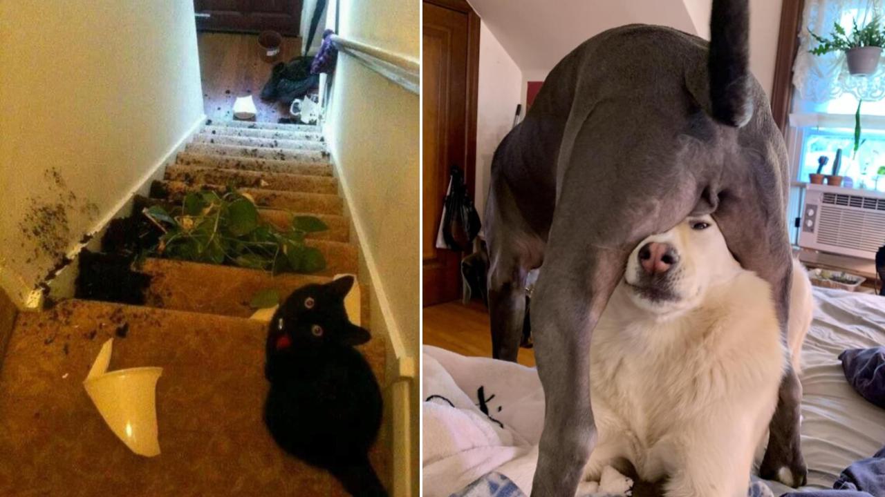 25 Naughty Animals Caught In The Act | Know Your Meme