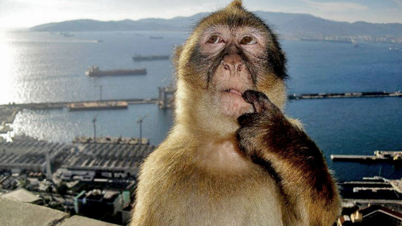What's The Origin Of The 'Thinking Monkey' Meme? The Image Of A Monkey Looking Up With A Finger To His Mouth Explained
