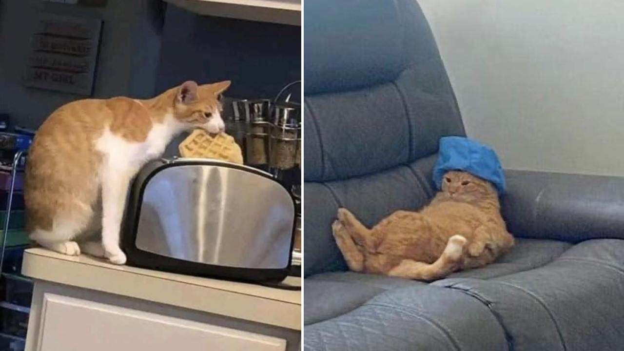 Know Your Meme: Internet Meme Database