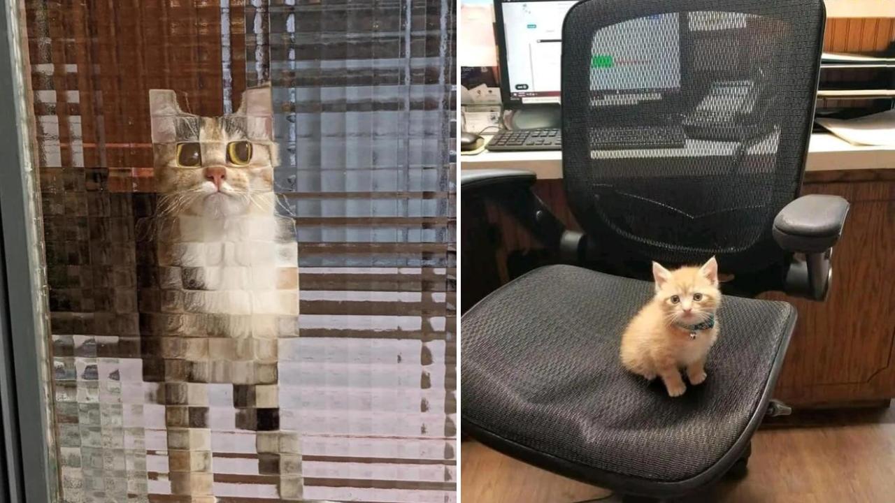 These 24 Relatable Cats Just Make Sense | Know Your Meme