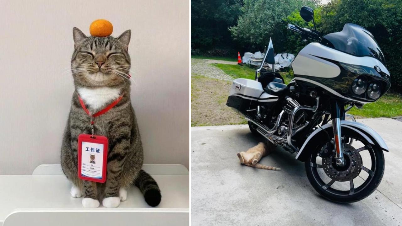 25 Cats With Jobs For When Work Gets Rough | Know Your Meme
