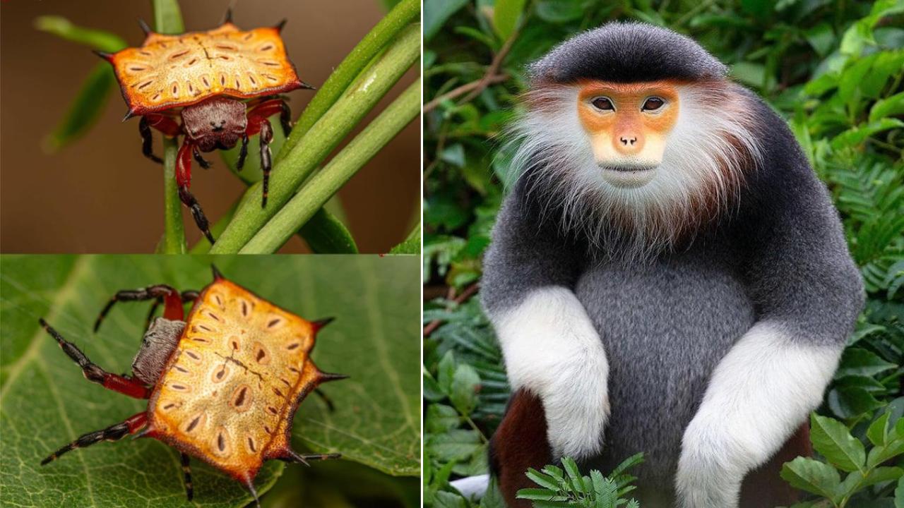 Internet Meme Database | Know Your Meme