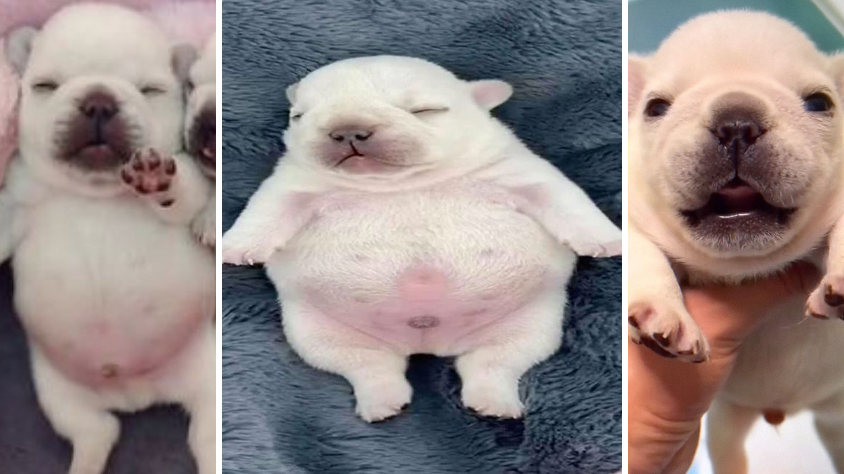 What's A 'Pibble?' The Memes About French Bulldog Puppies And The 'Wash My Belly... | Know Your Meme