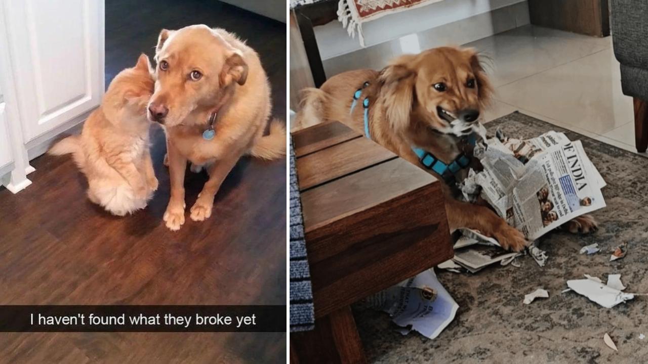 25 Dogs Caught Looking Really Guilty About Something | Know Your Meme