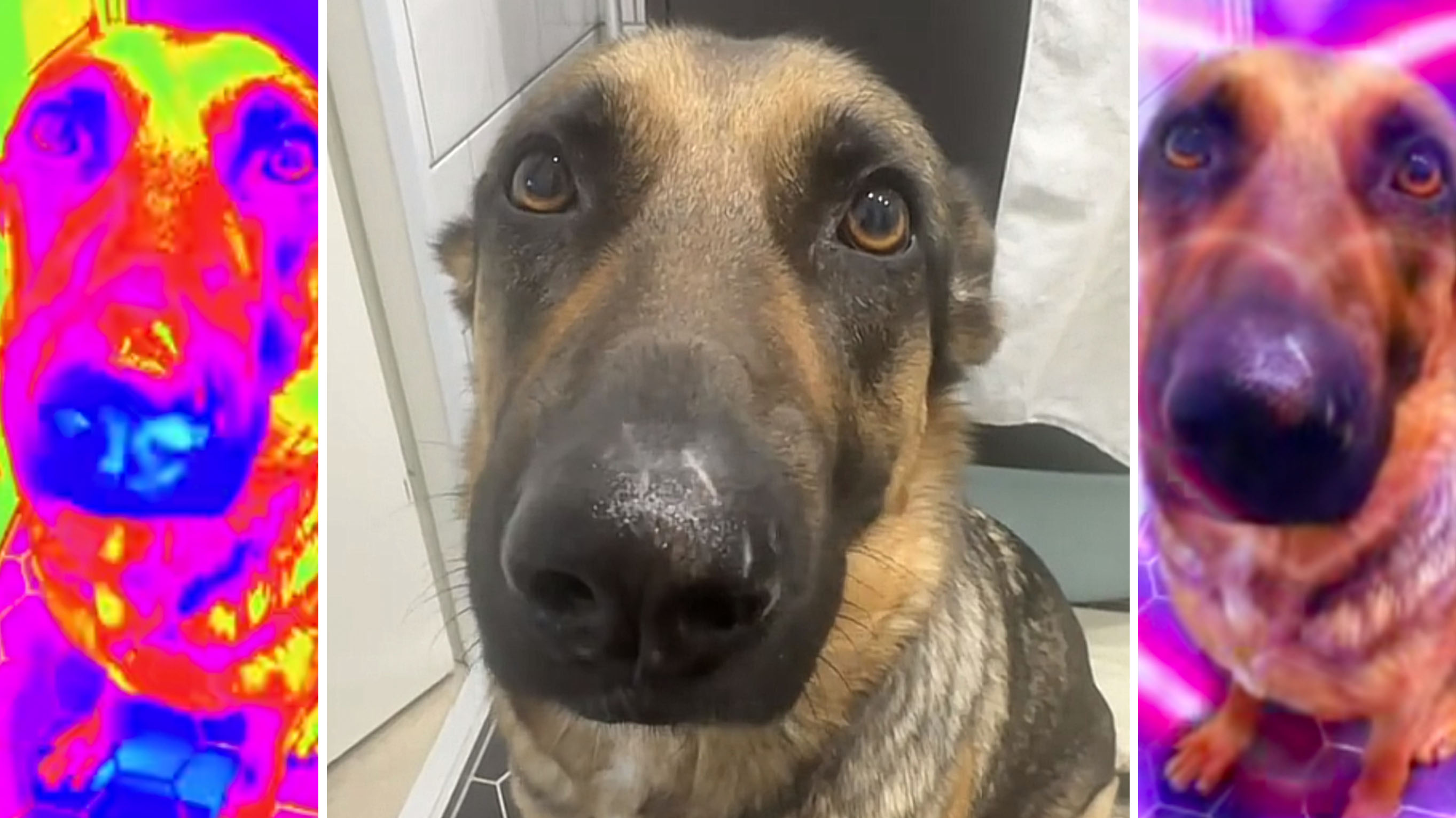 What Is The 'Whining Dog' Meme? The German Shepherd Whining In Many ...