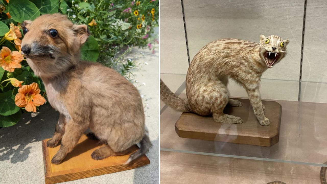 These Terrible Taxidermy Fails Are Slightly Unnerving But Also ...