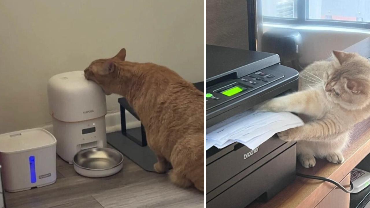 25 Adorable Cat Photos That Make Total Sense | Know Your Meme