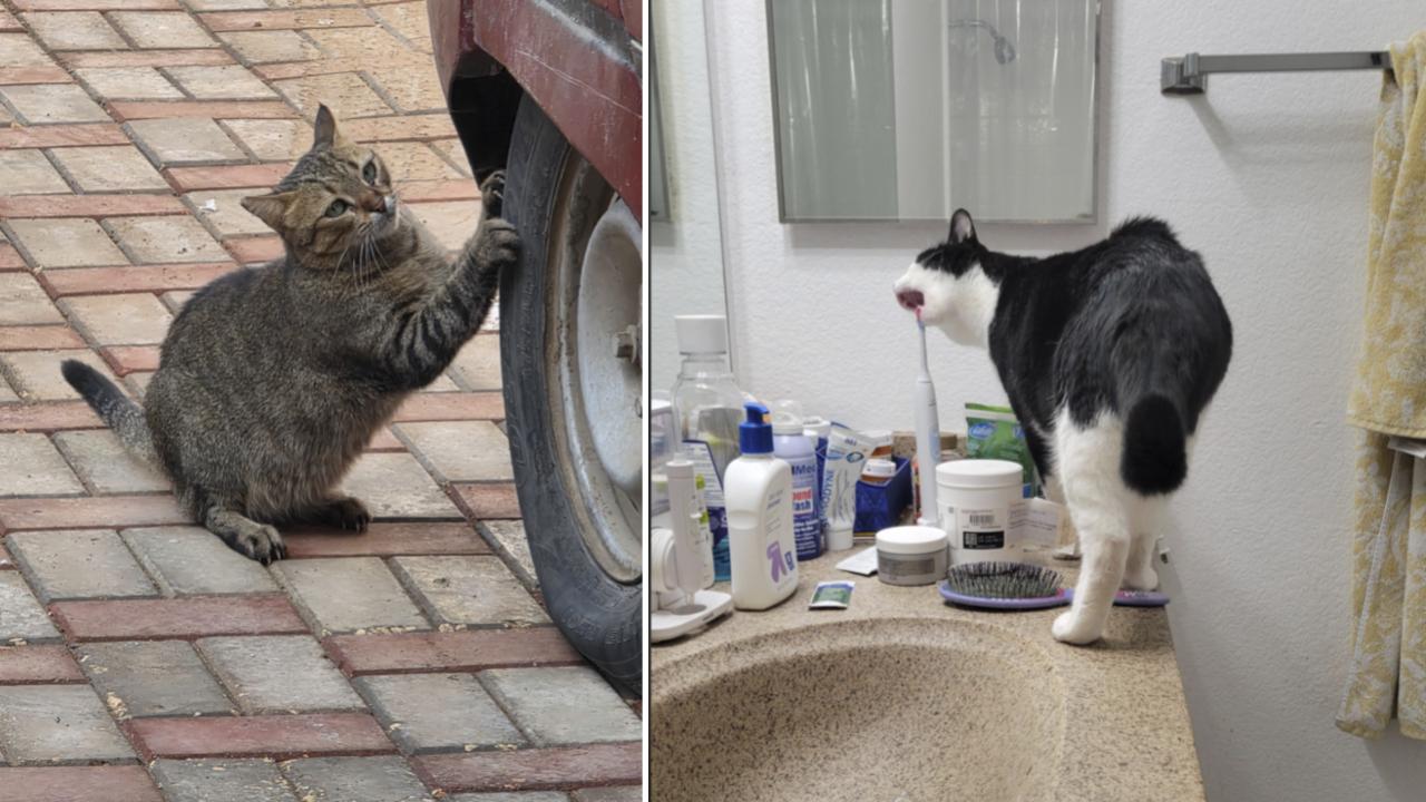 25 Cats Proving Themselves To Be Huge Jerks | Know Your Meme