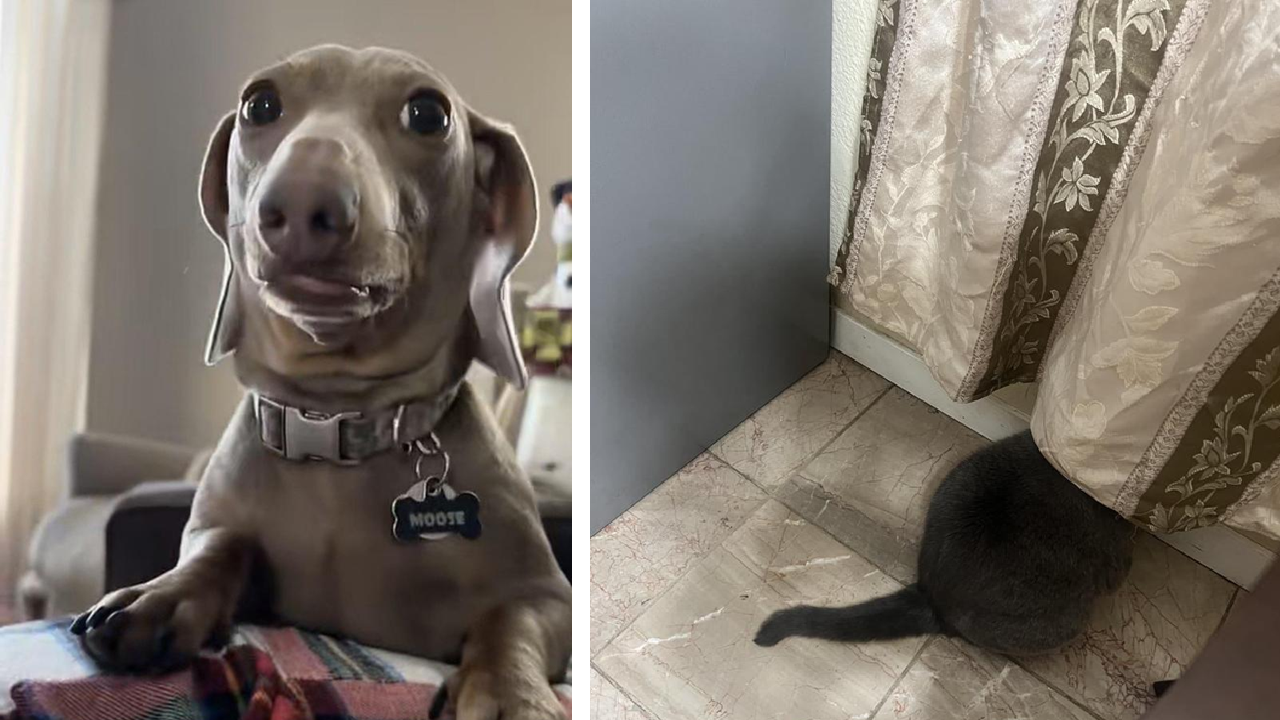 25 Adorable Animals Being Completely Derpy | Know Your Meme