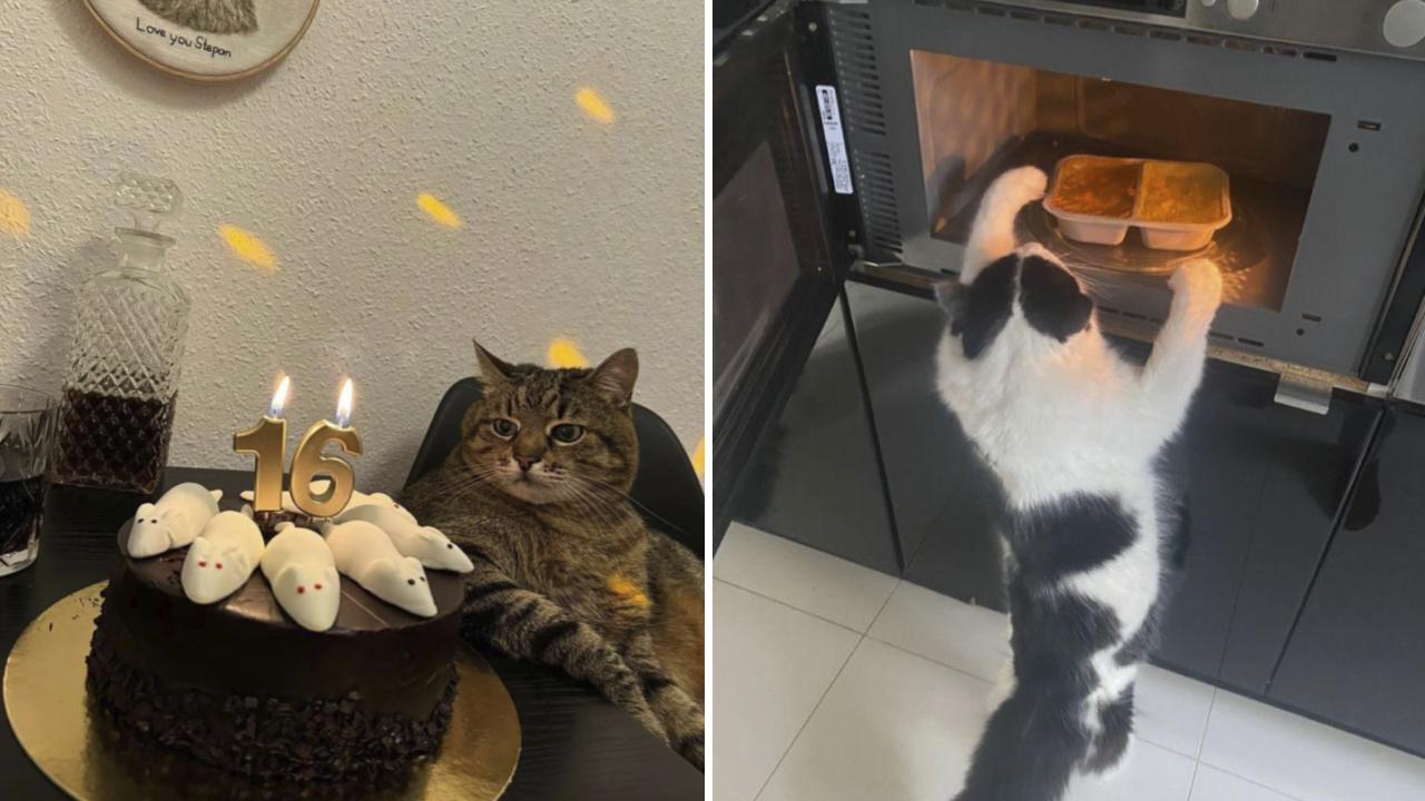 The Cat Lovers Will Understand These Photos | Know Your Meme