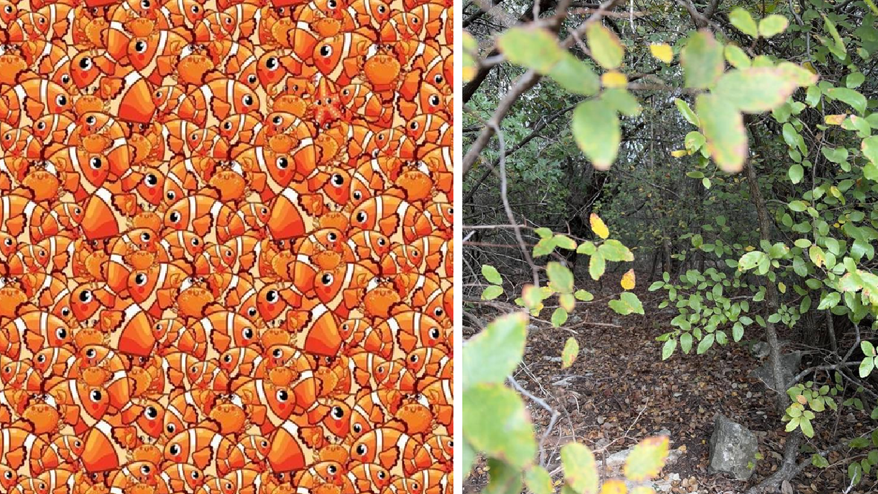 Can You Find The Hidden Objects In These Fun Puzzles? | Know Your Meme