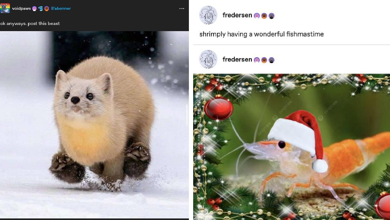 25 Iconic Tumblr Memes Fresh From The Dashboard | Know Your Meme
