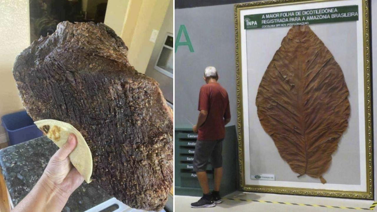 These Absolute Units Grew To Be Far Too Big | Know Your Meme