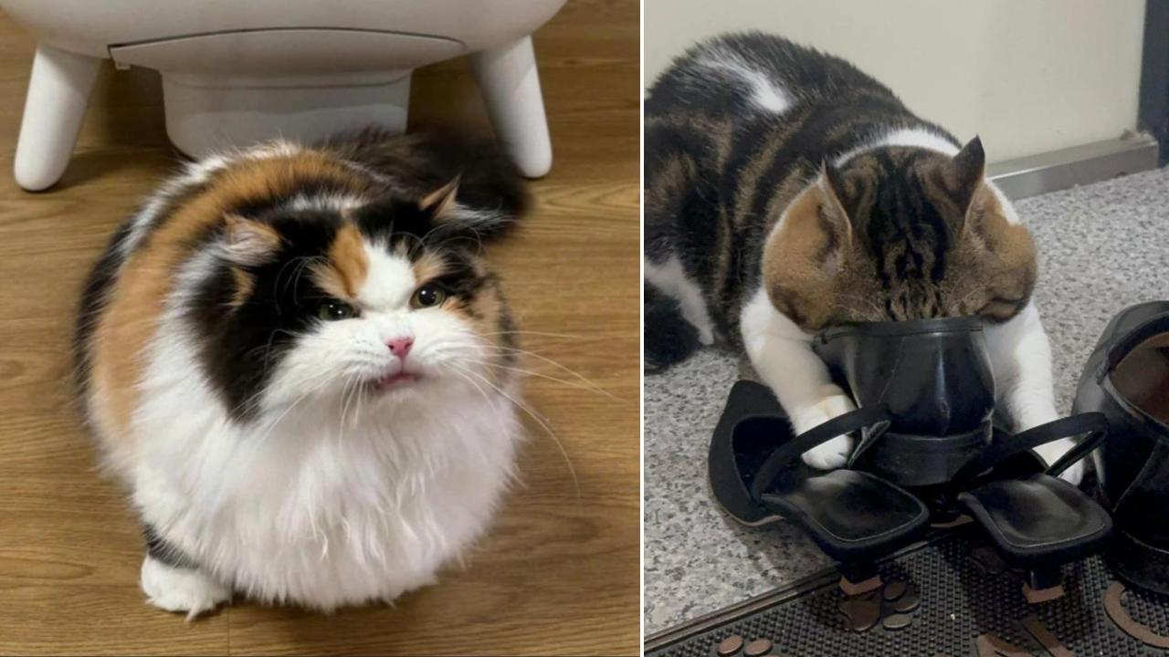 Blessed Cat Photos To Channel Your Inner House Cat | Know Your Meme