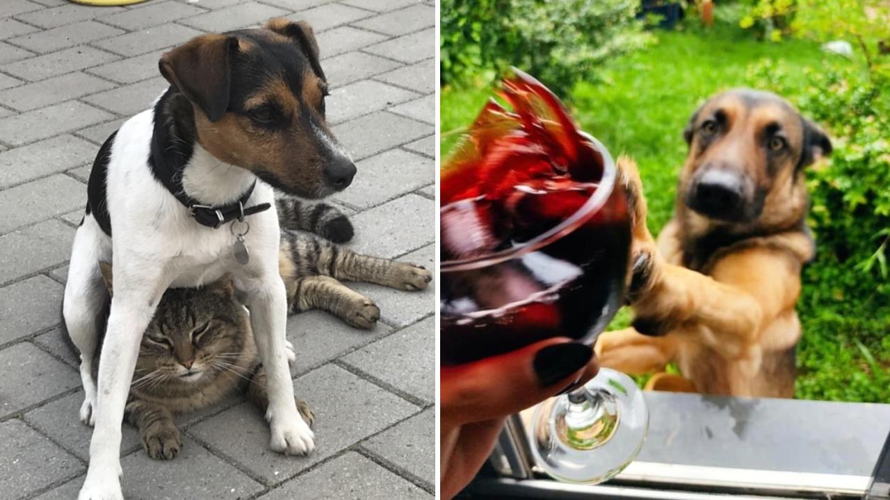 25 Mischievous Animals Being Adorable Criminals | Know Your Meme