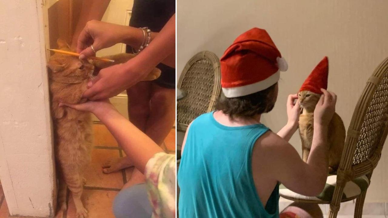 The Cat Lovers Will Get These Photos | Know Your Meme