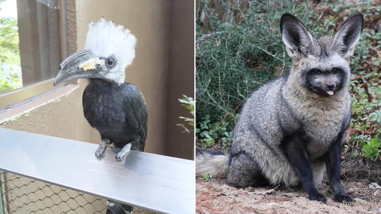 Interesting Animals That Many People Don't Know Exist | Know Your Meme