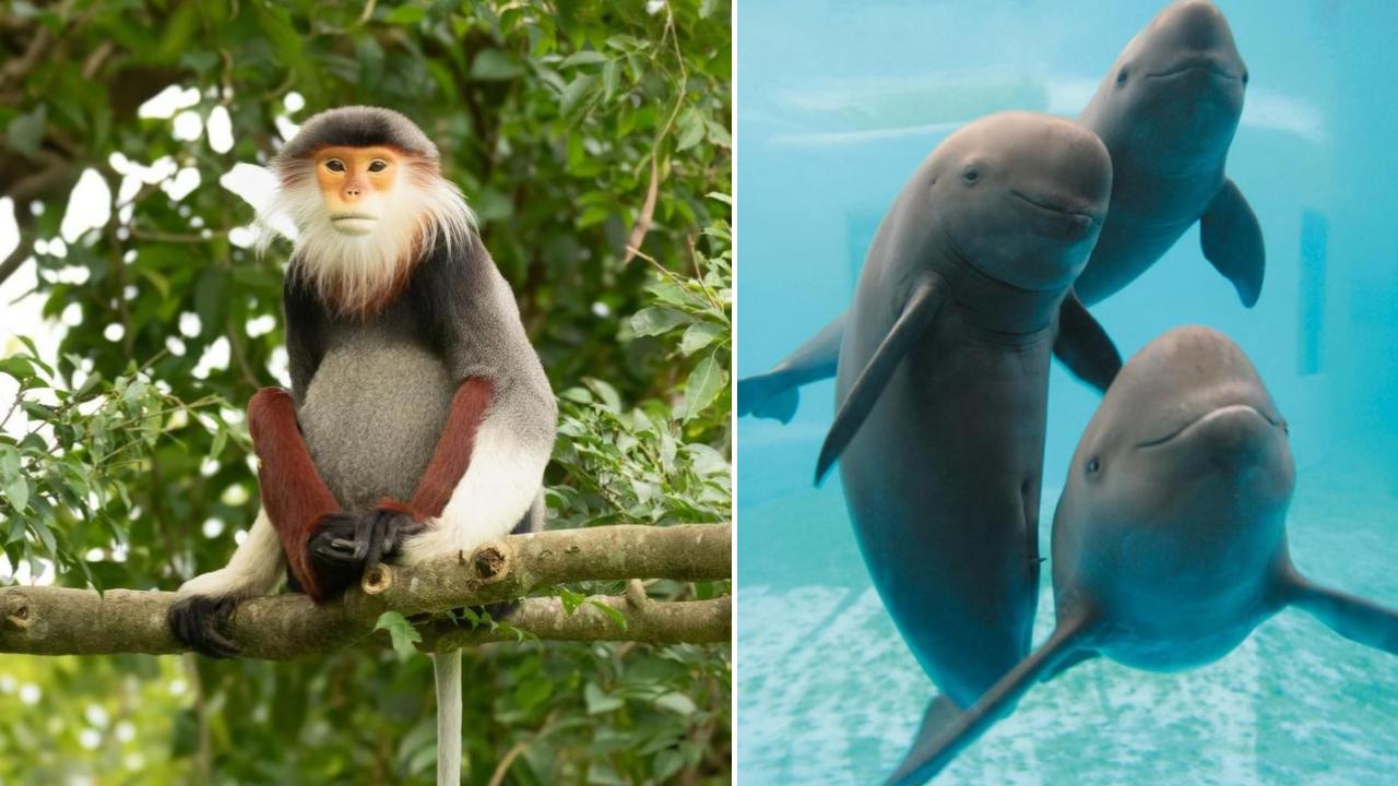 These Odd Animals Really Do Exist | Know Your Meme