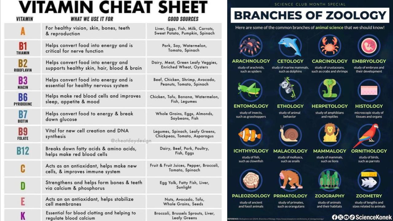 Learn A New Skill With These Infographics | Know Your Meme