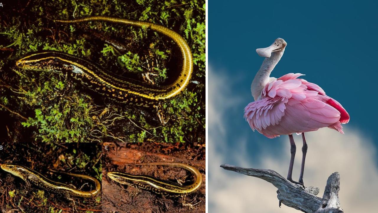 Discover 25 Lesser Known Animals | Know Your Meme