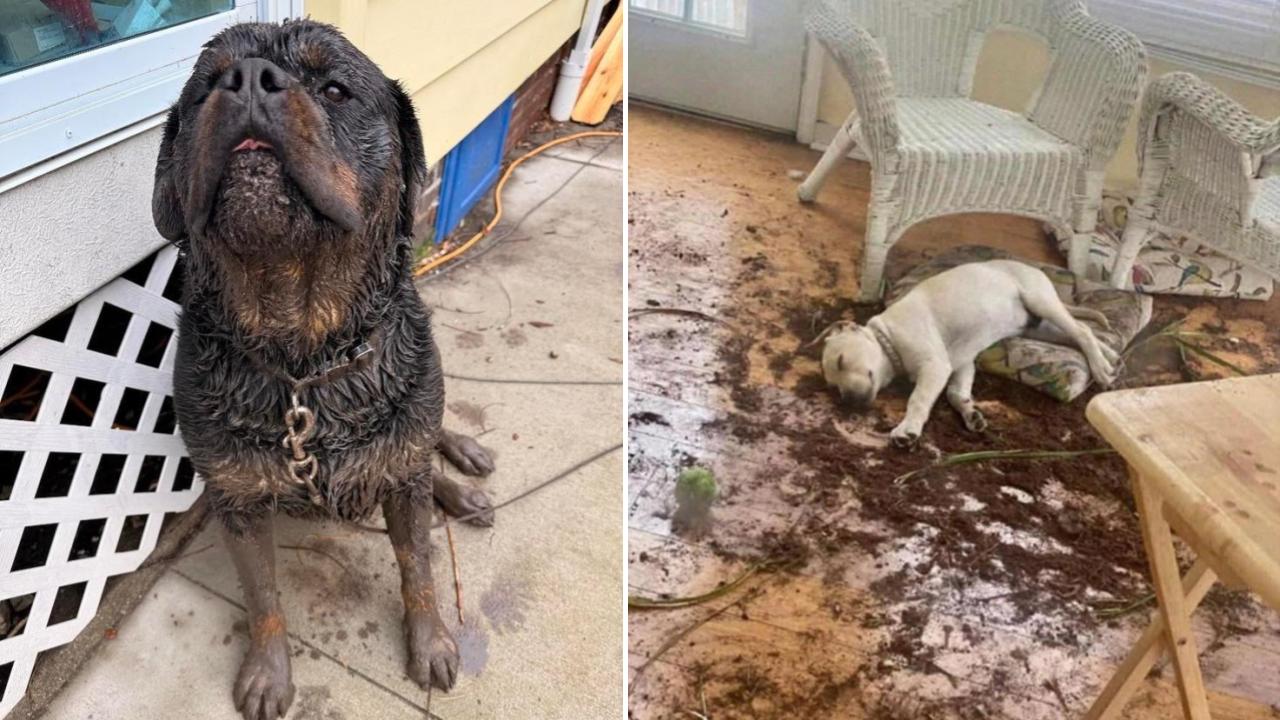 25 Dogs Looking Really Guilty Of Something | Know Your Meme