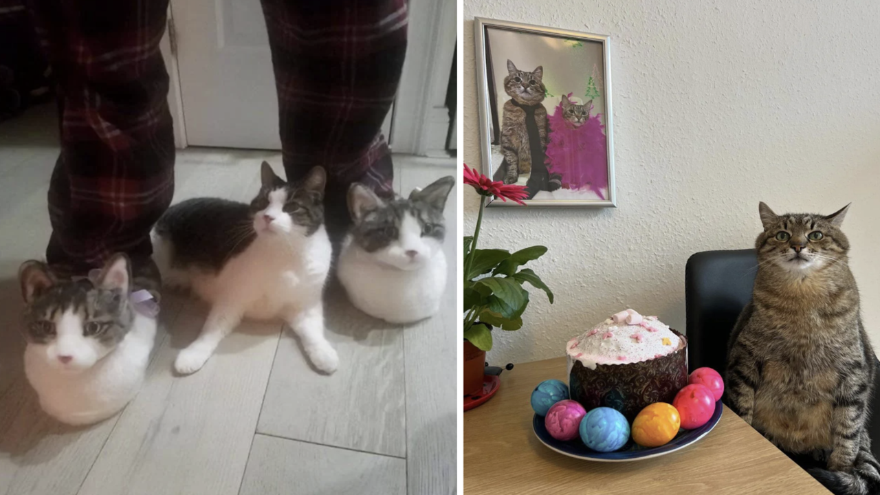 25 Adorable Cat Moments That Prove Being Silly Is a Full-Time Job ...