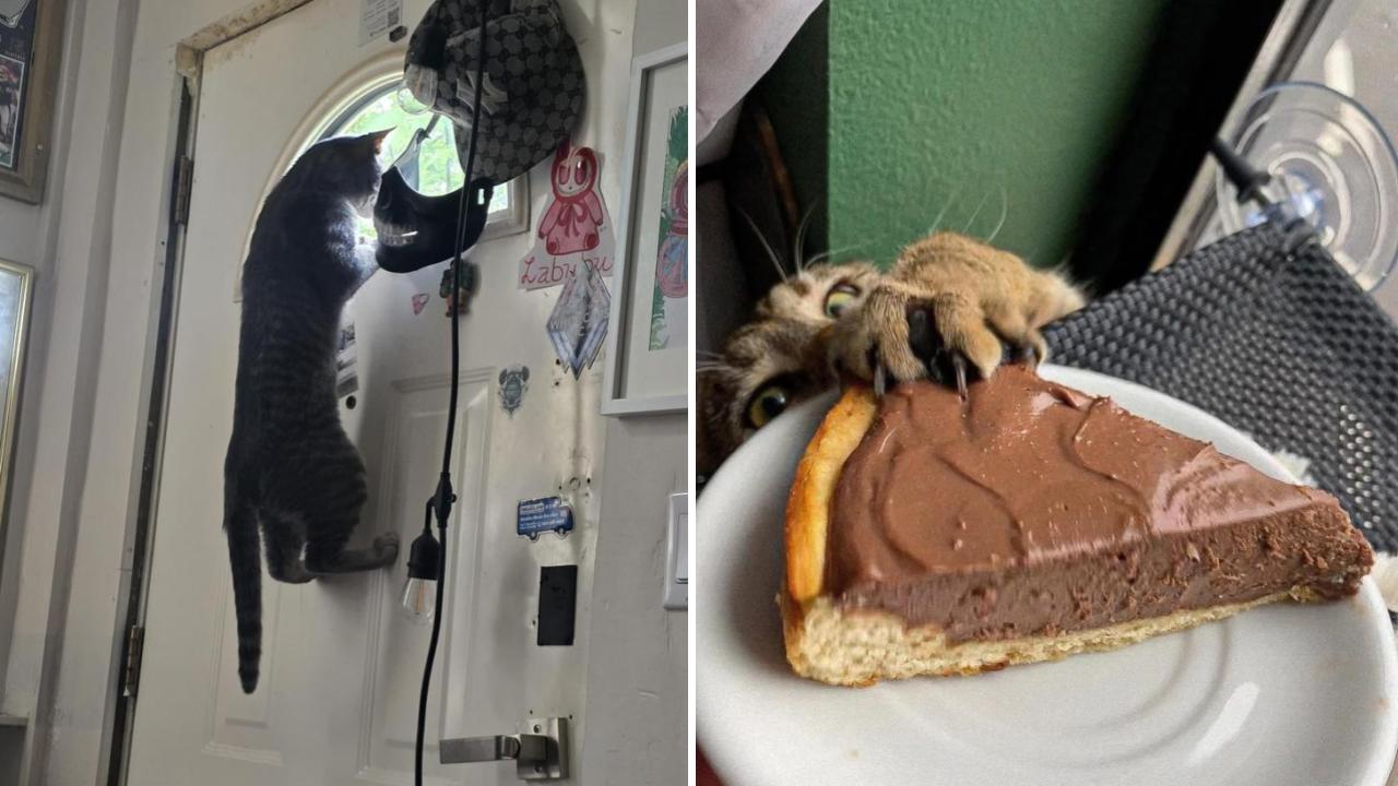 25 Mischievous Cats Caught Being So Bad | Know Your Meme