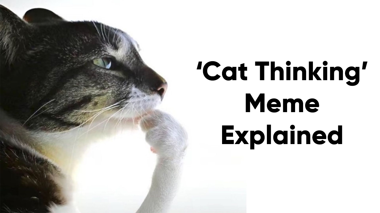 All Entries - Confirmed Meme Entries | Know Your Meme