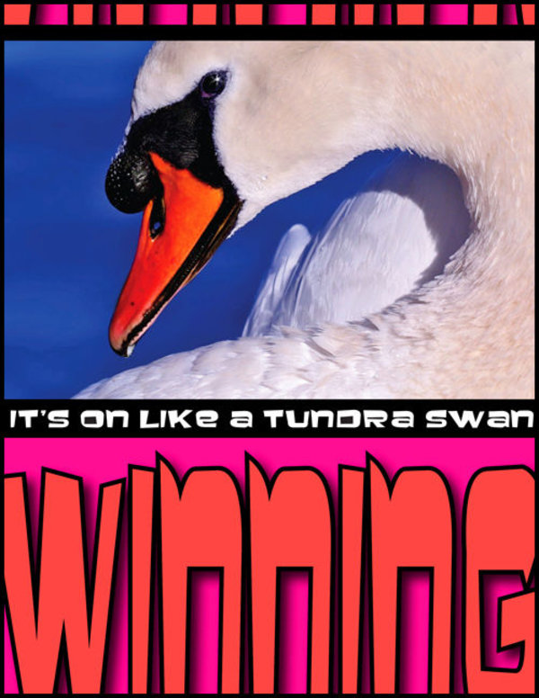 It's on like a tundra swan... Winning!: Video Gallery | Know Your Meme