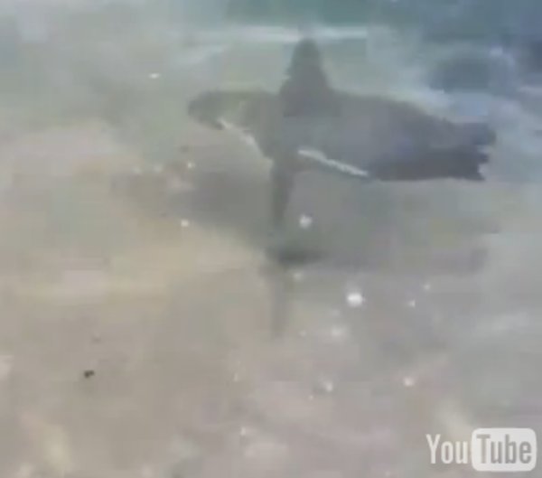 dohapenguin: Video Gallery | Know Your Meme
