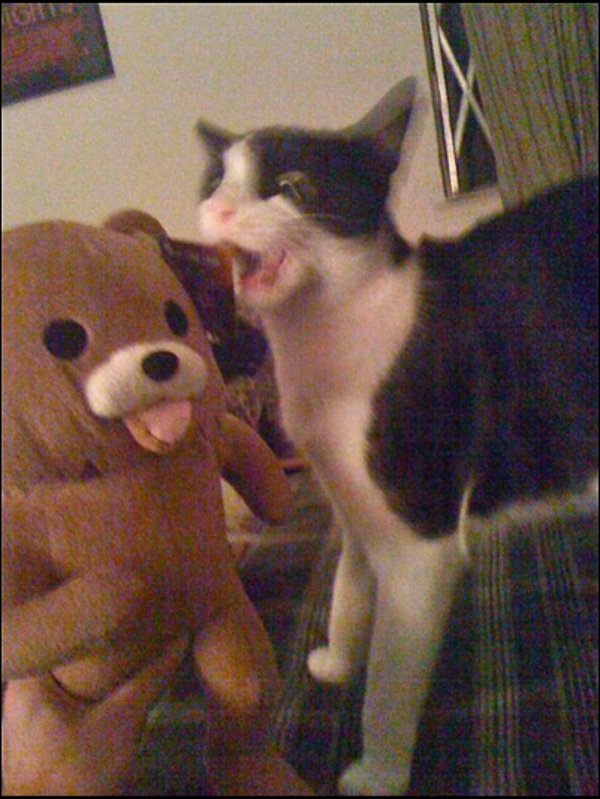 Egon The Cat: Video Gallery | Know Your Meme