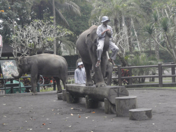 Elephant Trunk Rider | Know Your Meme