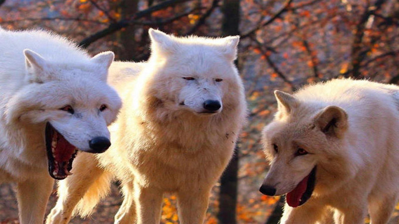 Laughing Wolves Trending Images Gallery List View Know Your Meme