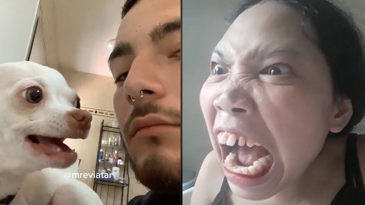 mreviatar's Growling Chihuahua: Image Gallery (Sorted by Low Score ...