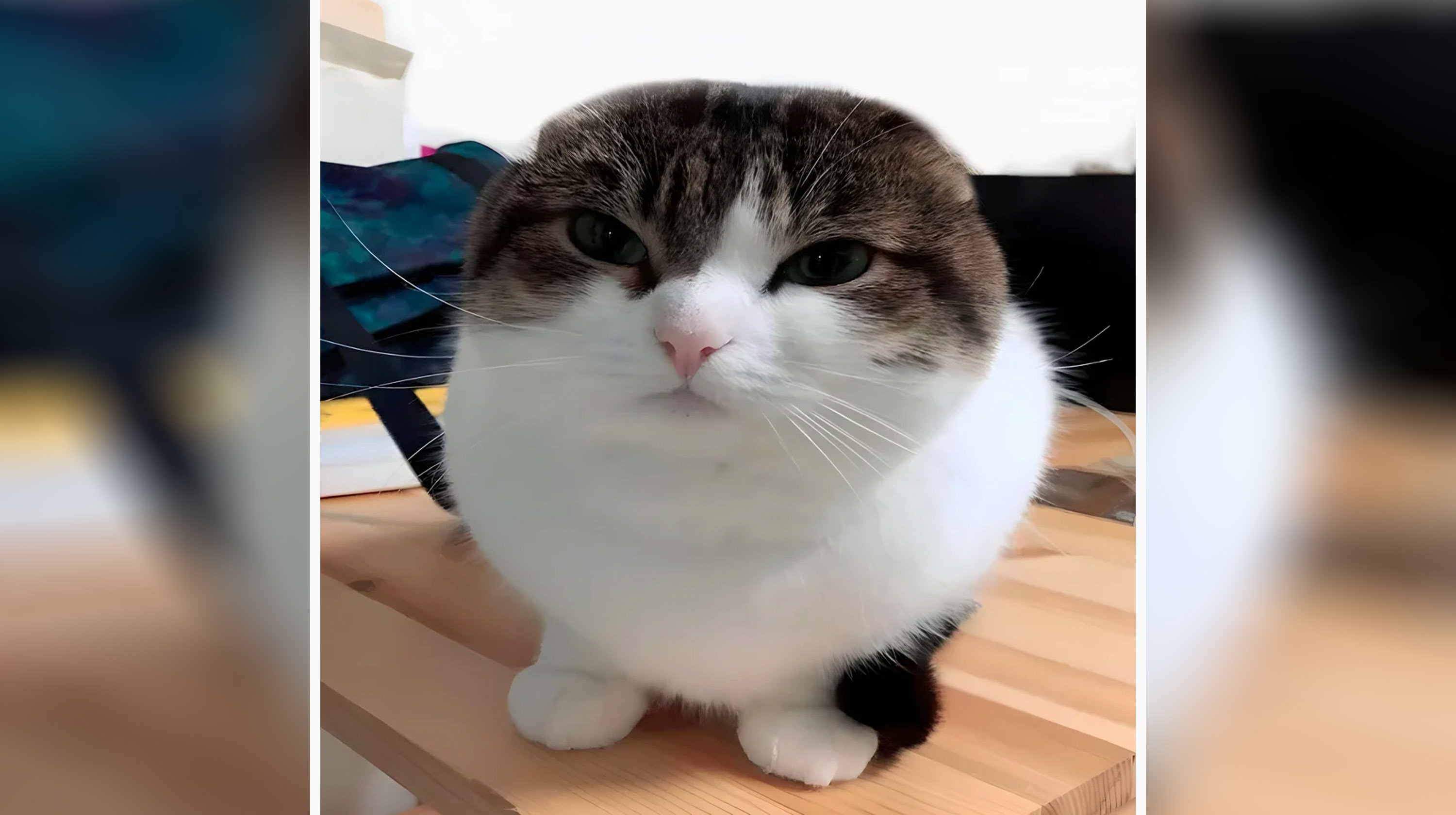 Wawa Cat Oh The Misery Cat Know Your Meme