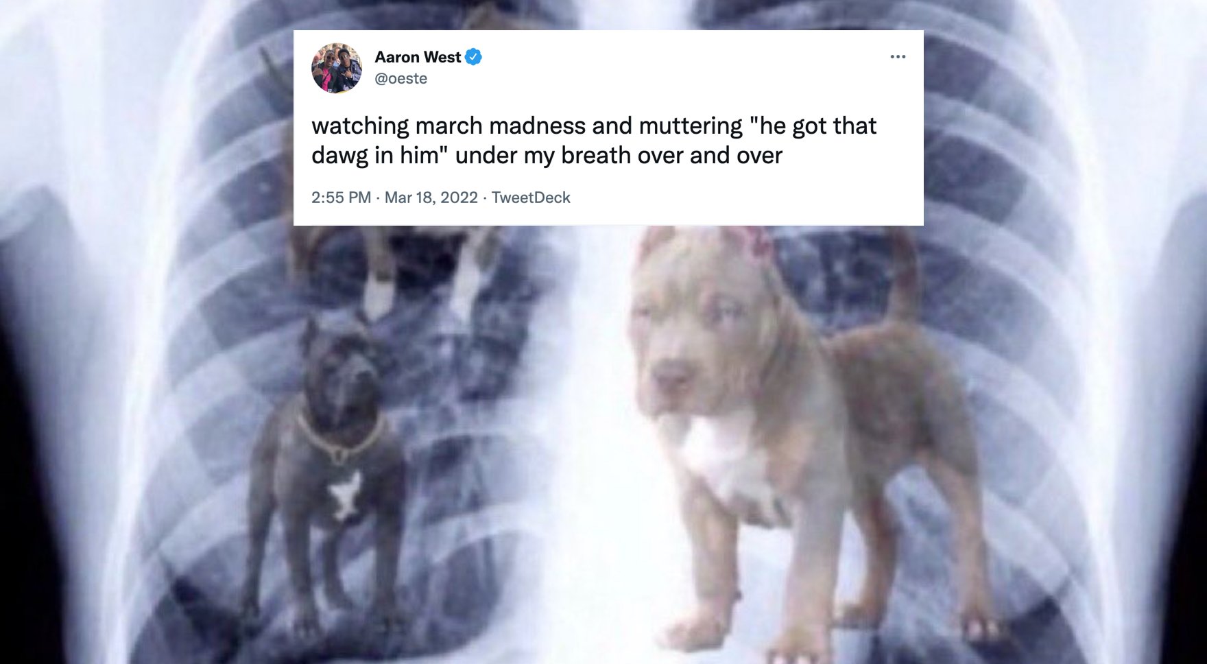 Got That Dog In Him Trending Videos Gallery Know Your Meme