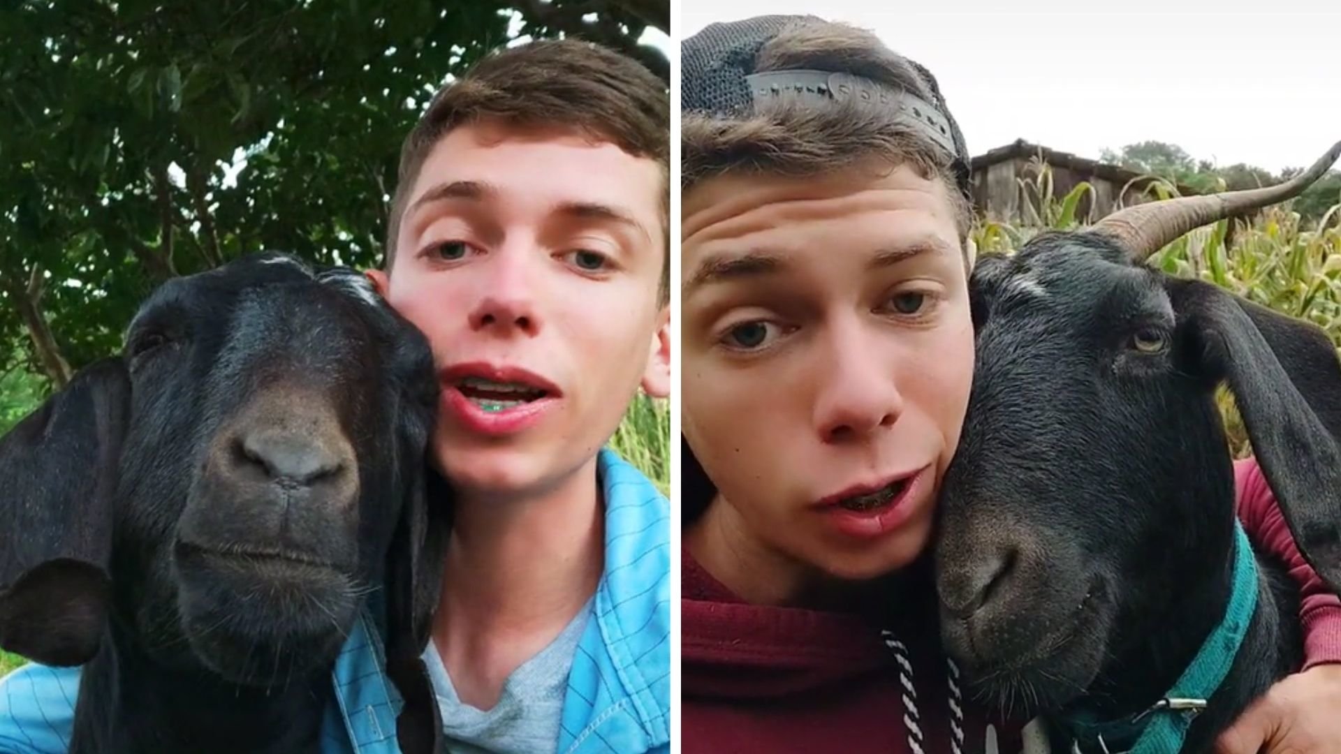 Teen Singing To His Goat: Trending Images Gallery (List View) | Know ...