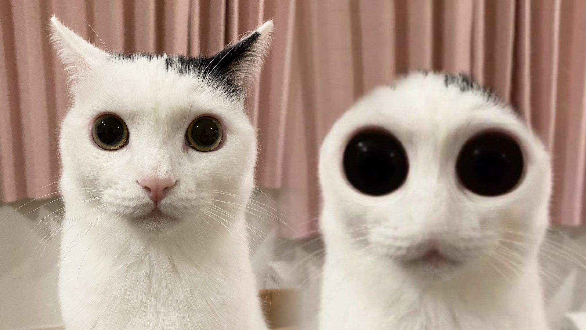 Cat With Big Lips Meme Infoupdate