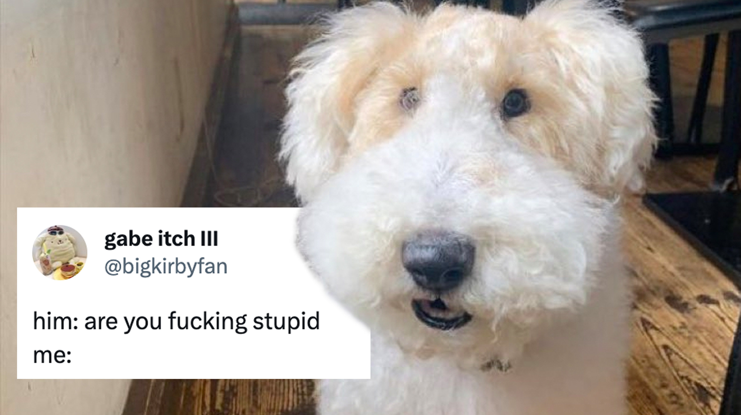 Dog Meme Stupid