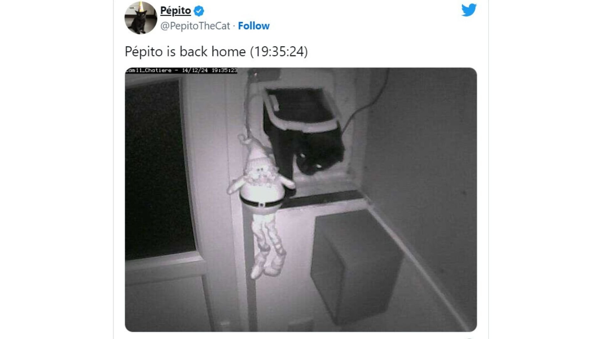 Pépito The Cat | Know Your Meme