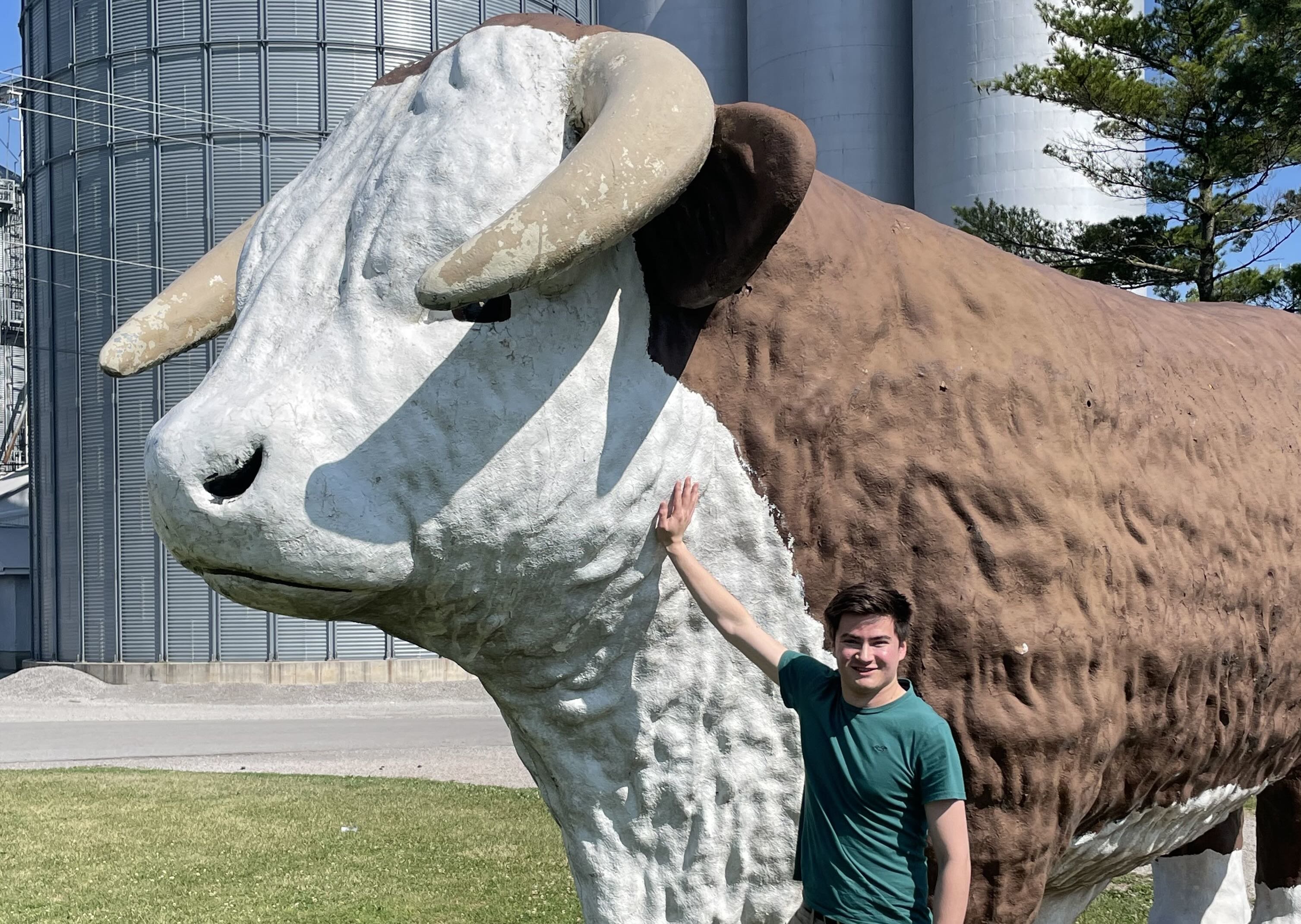 Big beef cow | Know Your Meme