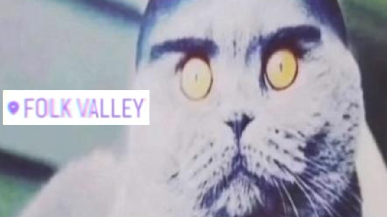 Folk Valley Cat | Know Your Meme
