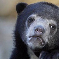 What Is Confession Bear, And Will He Be Forgiven? | Know Your Meme