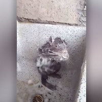 Where Did The Photo Of A Rat With A Toy Piano Come From? Why April 13th ...