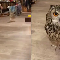 Submitted Meme Entries (Sorted by Reverse Chronological) | Know Your Meme